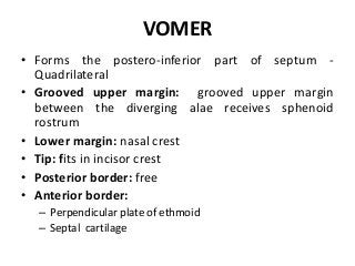 Nose, nasal cavity and paranasal sinuses.pptx