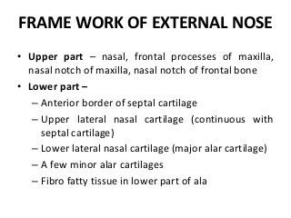 Nose, nasal cavity and paranasal sinuses.pptx
