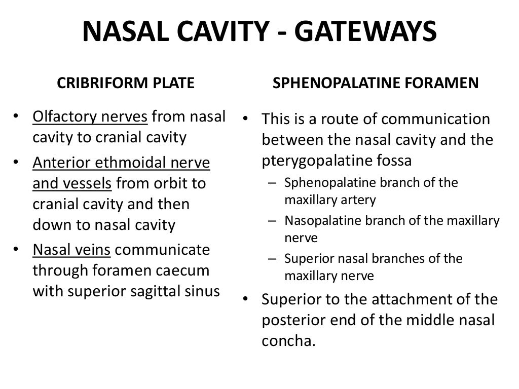 Nose, nasal cavity and paranasal sinuses.pptx