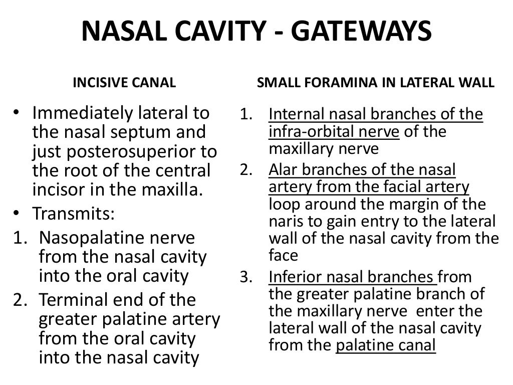 Nose, nasal cavity and paranasal sinuses.pptx