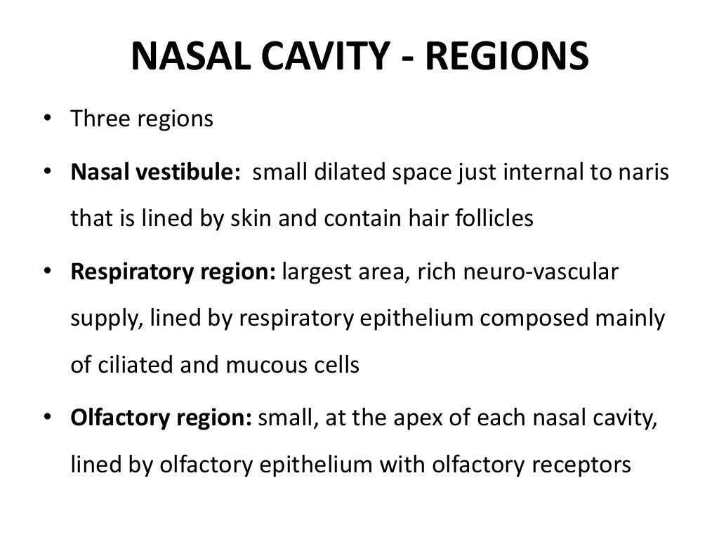Nose, nasal cavity and paranasal sinuses.pptx