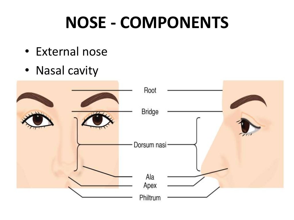 Nose, nasal cavity and paranasal sinuses.pptx
