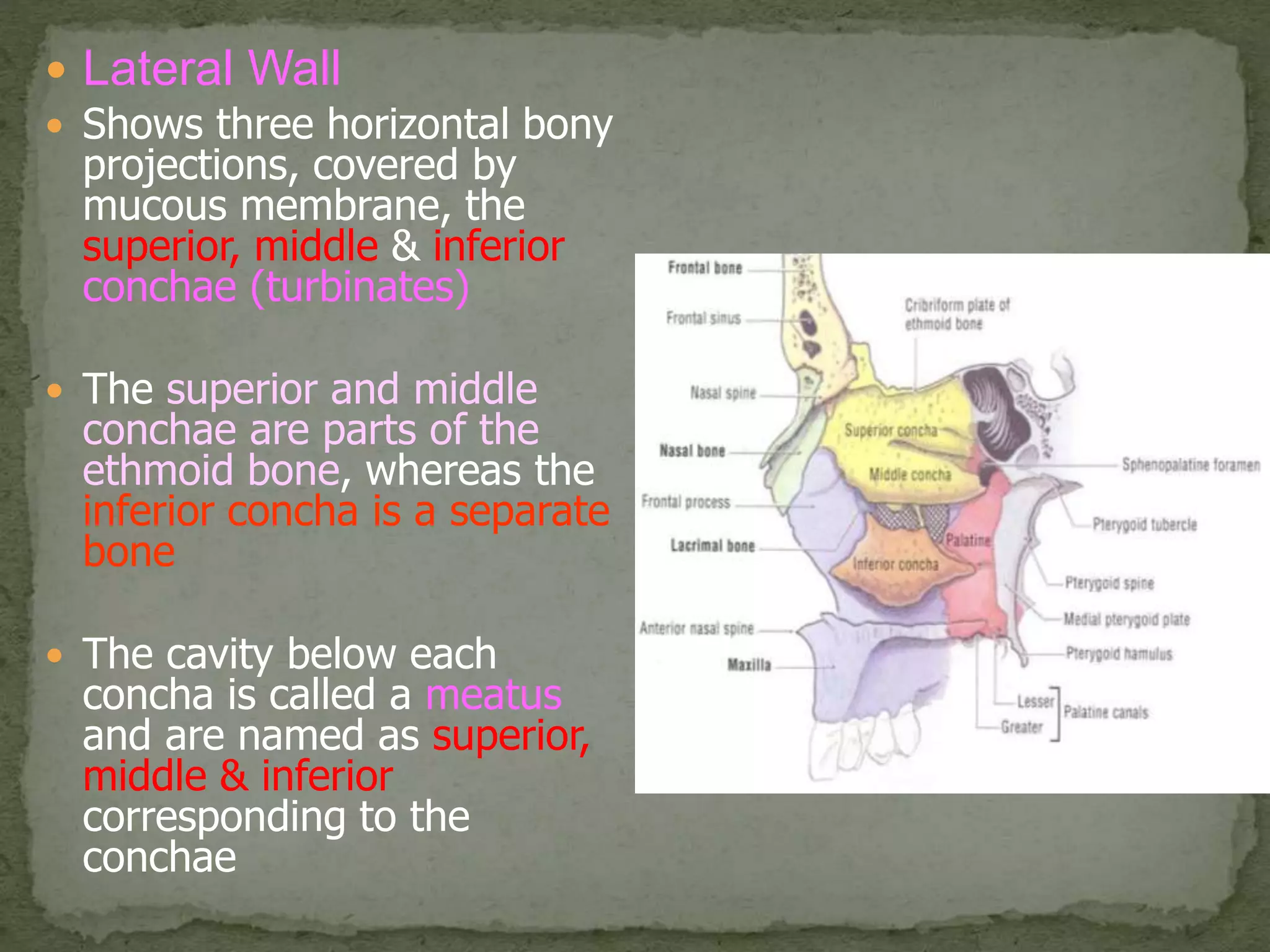 Nose & nasal cavity i | PPTX