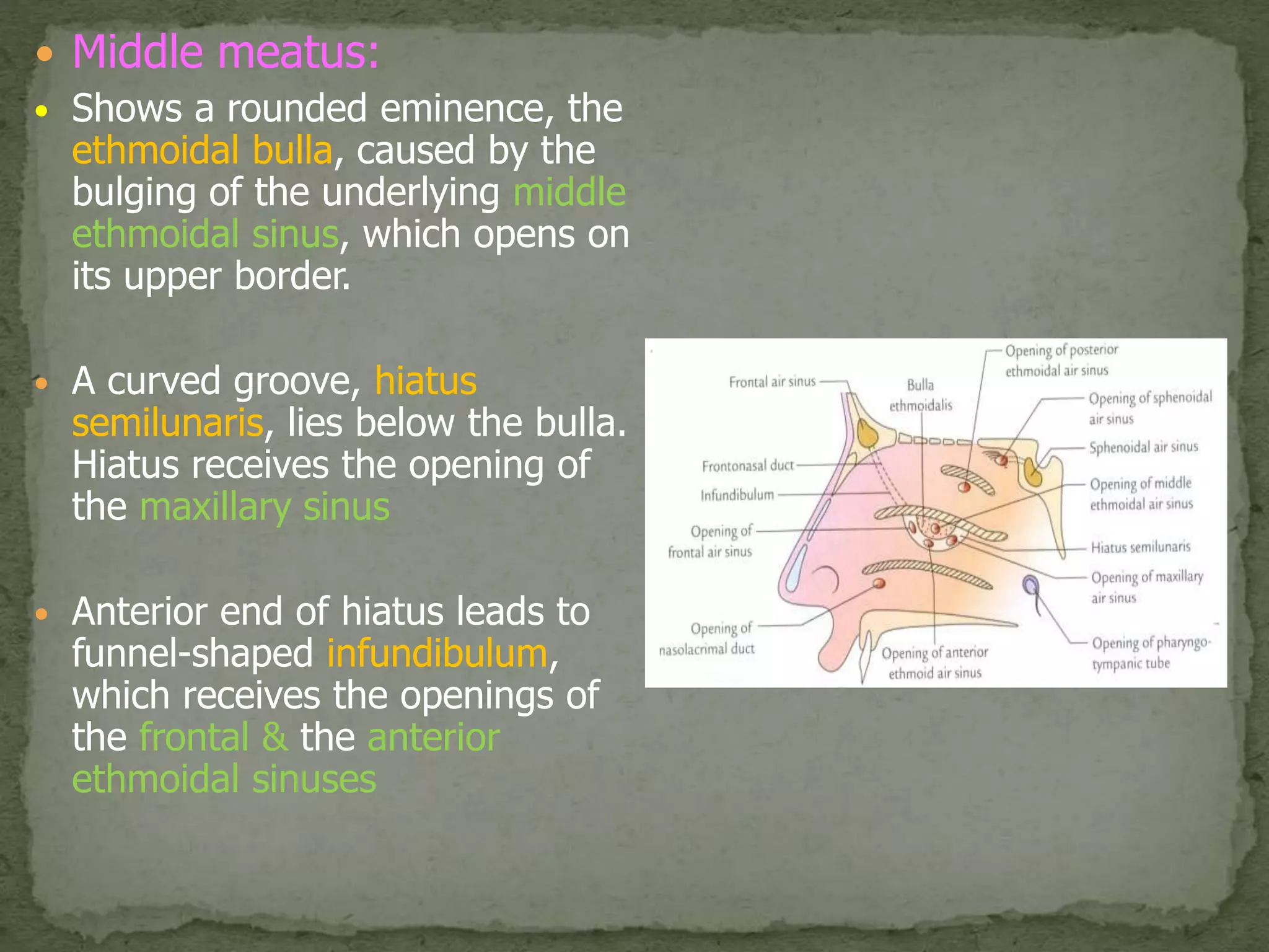 Nose & nasal cavity i | PPTX