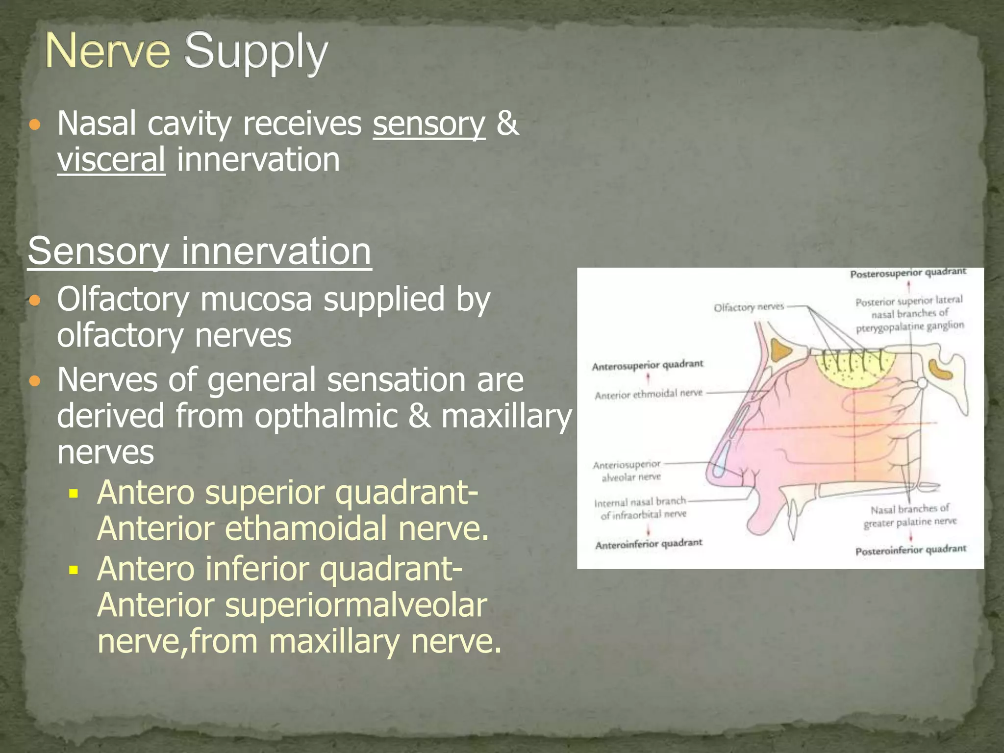 Nose & nasal cavity i | PPTX