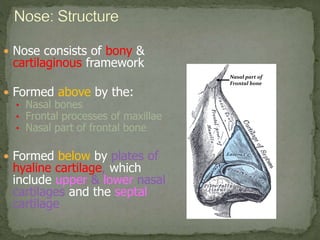 Nose & nasal cavity i | PPT