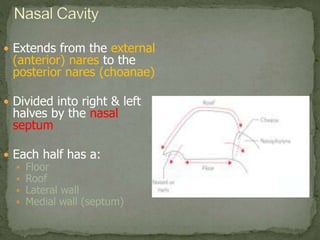 Nose & nasal cavity i | PPTX