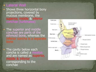 Nose & nasal cavity i | PPTX