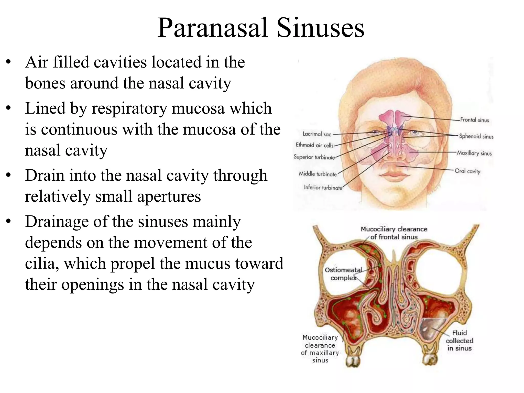 Nose & nasal cavity ii | PPTX