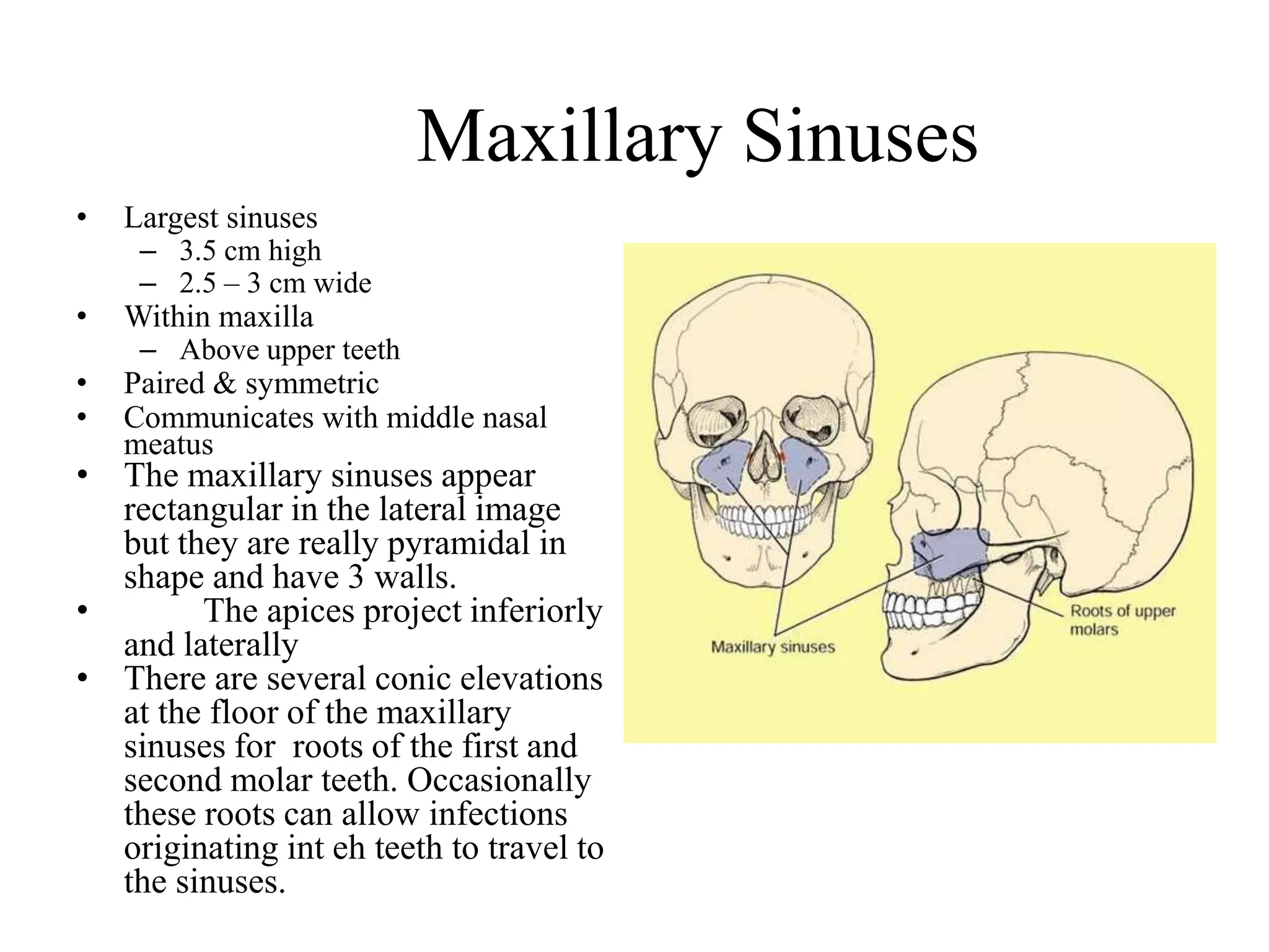 Nose & nasal cavity ii | PPTX