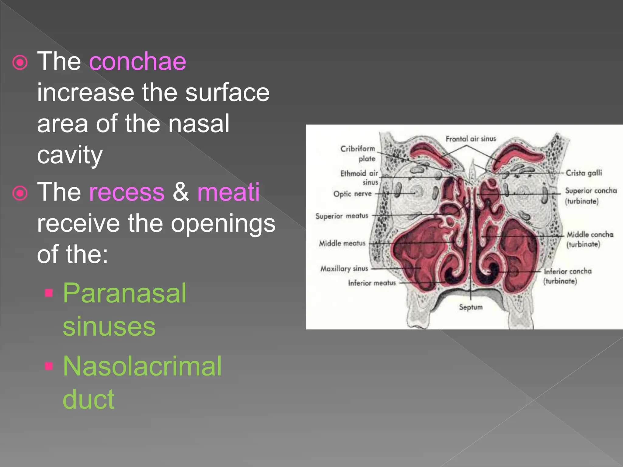 Nose, Nasal cavity & Paranasal sinuses.ppt