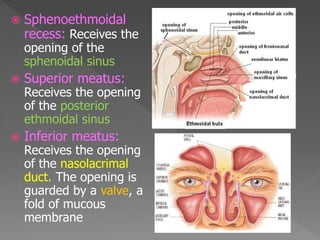 Nose, Nasal cavity & Paranasal sinuses.ppt