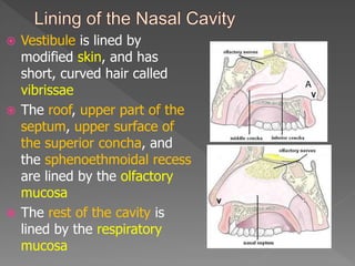 Nose, Nasal cavity & Paranasal sinuses.ppt