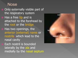 Nose, Nasal cavity & Paranasal sinuses.ppt