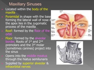 Nose, Nasal cavity & Paranasal sinuses.ppt
