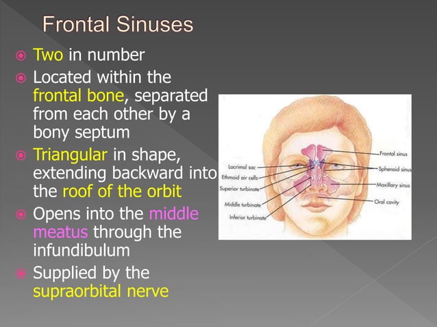Nose, Nasal cavity & Paranasal sinuses.ppt