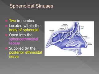 Nose, Nasal cavity & Paranasal sinuses.ppt