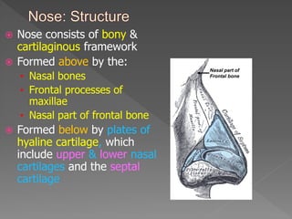 Nose, Nasal cavity & Paranasal sinuses.ppt