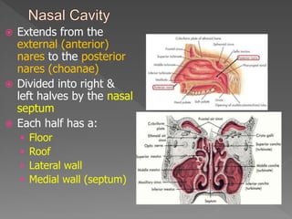 Nose, Nasal cavity & Paranasal sinuses.ppt