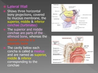 Nose, Nasal cavity & Paranasal sinuses.ppt