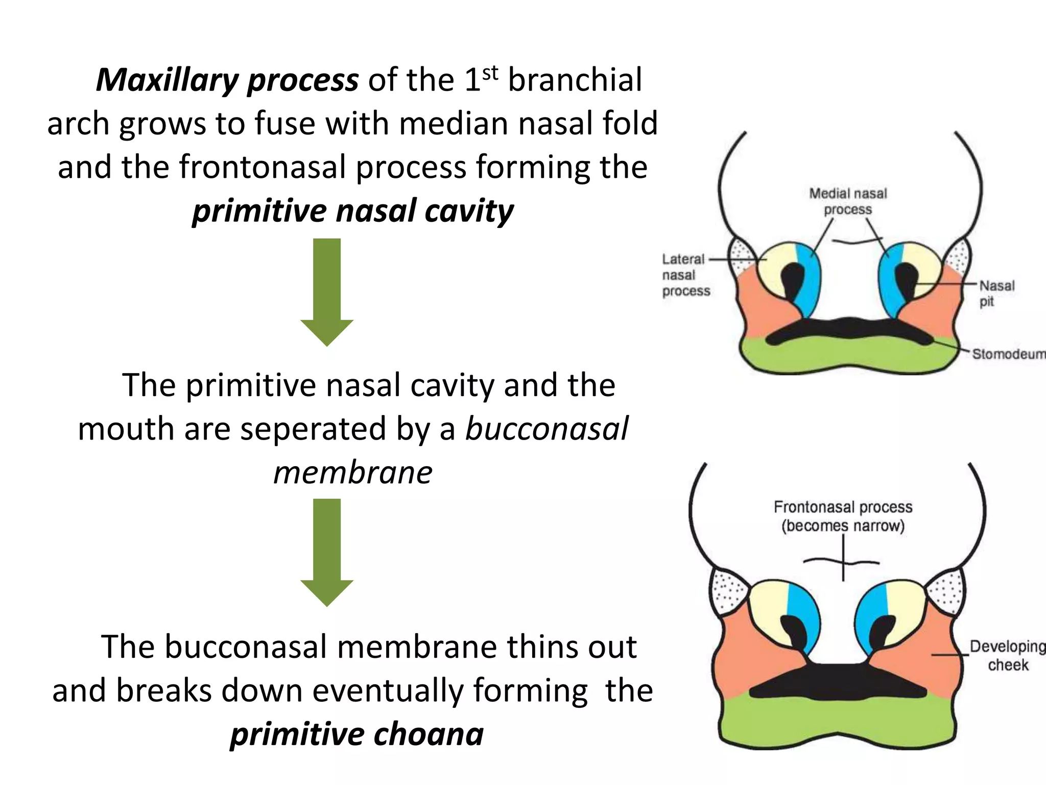 Anatomy of Nose and Paranasal Sinuses | PPTX