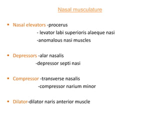 Anatomy of Nose and Paranasal Sinuses | PPTX