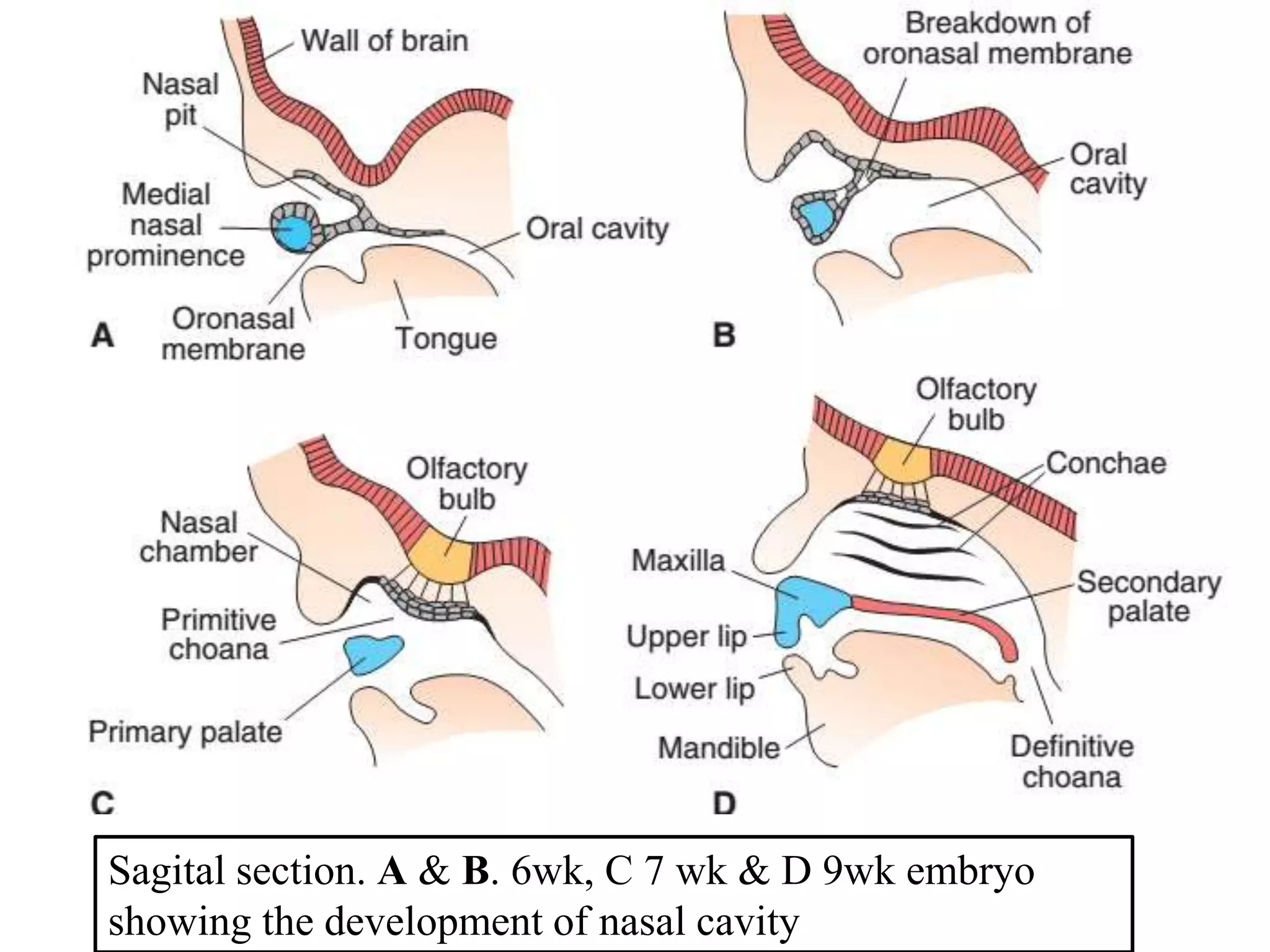 nose, paranasal sinus and pharynx dev't.pptx