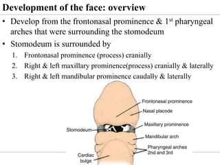 nose, paranasal sinus and pharynx dev't.pptx