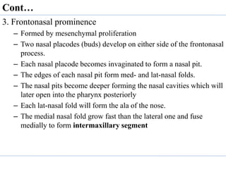 nose, paranasal sinus and pharynx dev't.pptx
