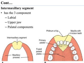 nose, paranasal sinus and pharynx dev't.pptx
