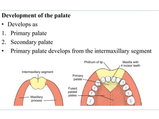 nose, paranasal sinus and pharynx dev't.pptx