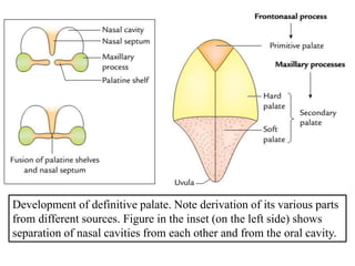 nose, paranasal sinus and pharynx dev't.pptx