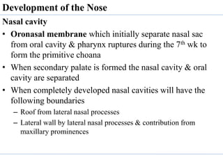 nose, paranasal sinus and pharynx dev't.pptx