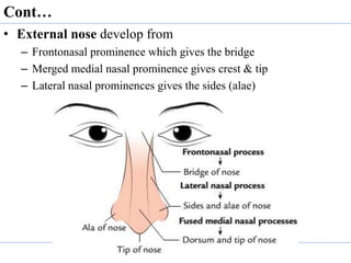 nose, paranasal sinus and pharynx dev't.pptx