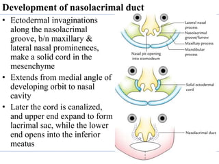 nose, paranasal sinus and pharynx dev't.pptx