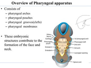 nose, paranasal sinus and pharynx dev't.pptx