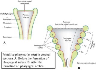 nose, paranasal sinus and pharynx dev't.pptx