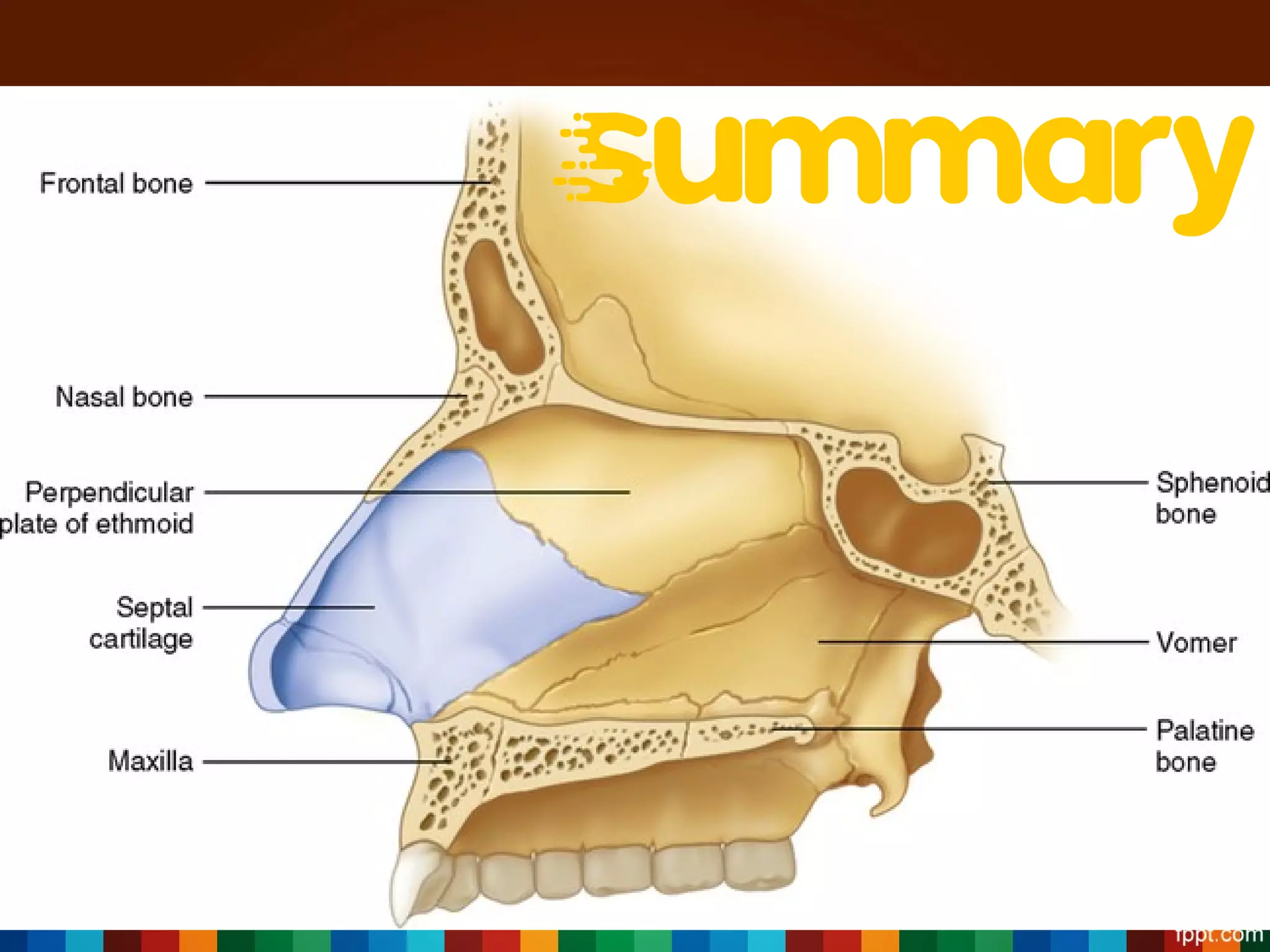 Nose, paranasal sinuses and ear | PPT | Ear, Nose and Throat Conditions ...