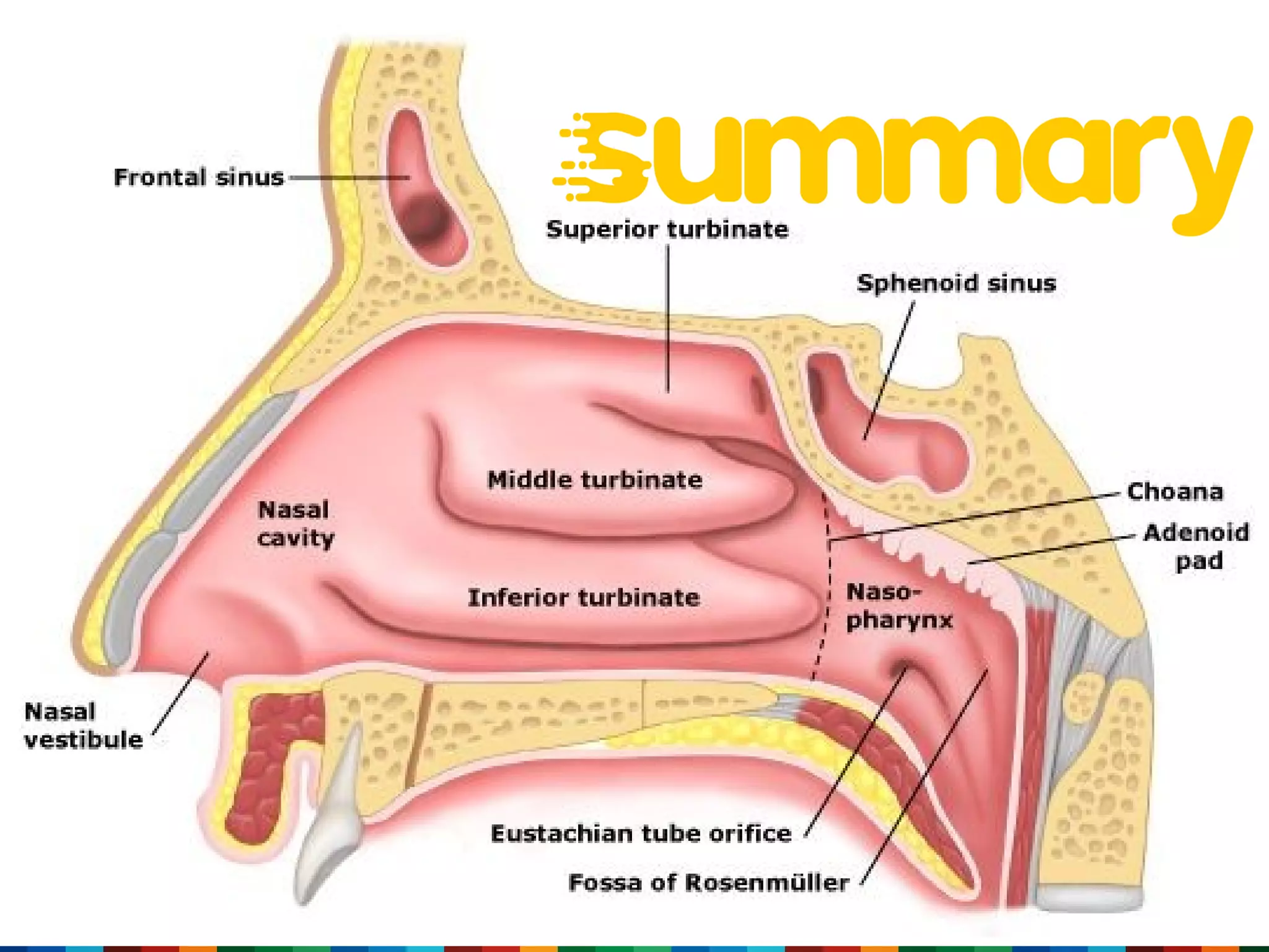 Nose, paranasal sinuses and ear | PPT | Ear, Nose and Throat Conditions ...