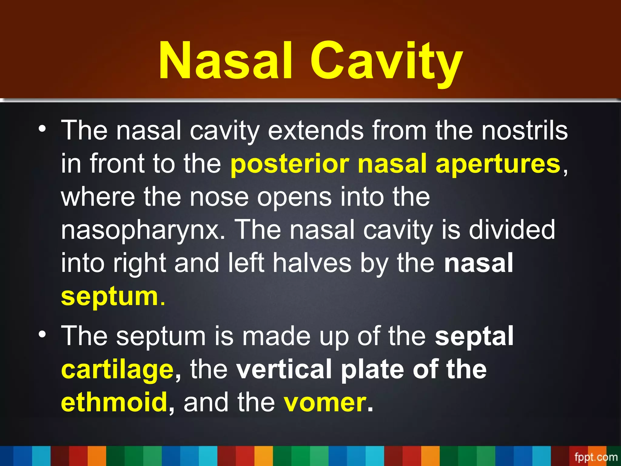 Nose, paranasal sinuses and ear | PPT | Ear, Nose and Throat Conditions ...