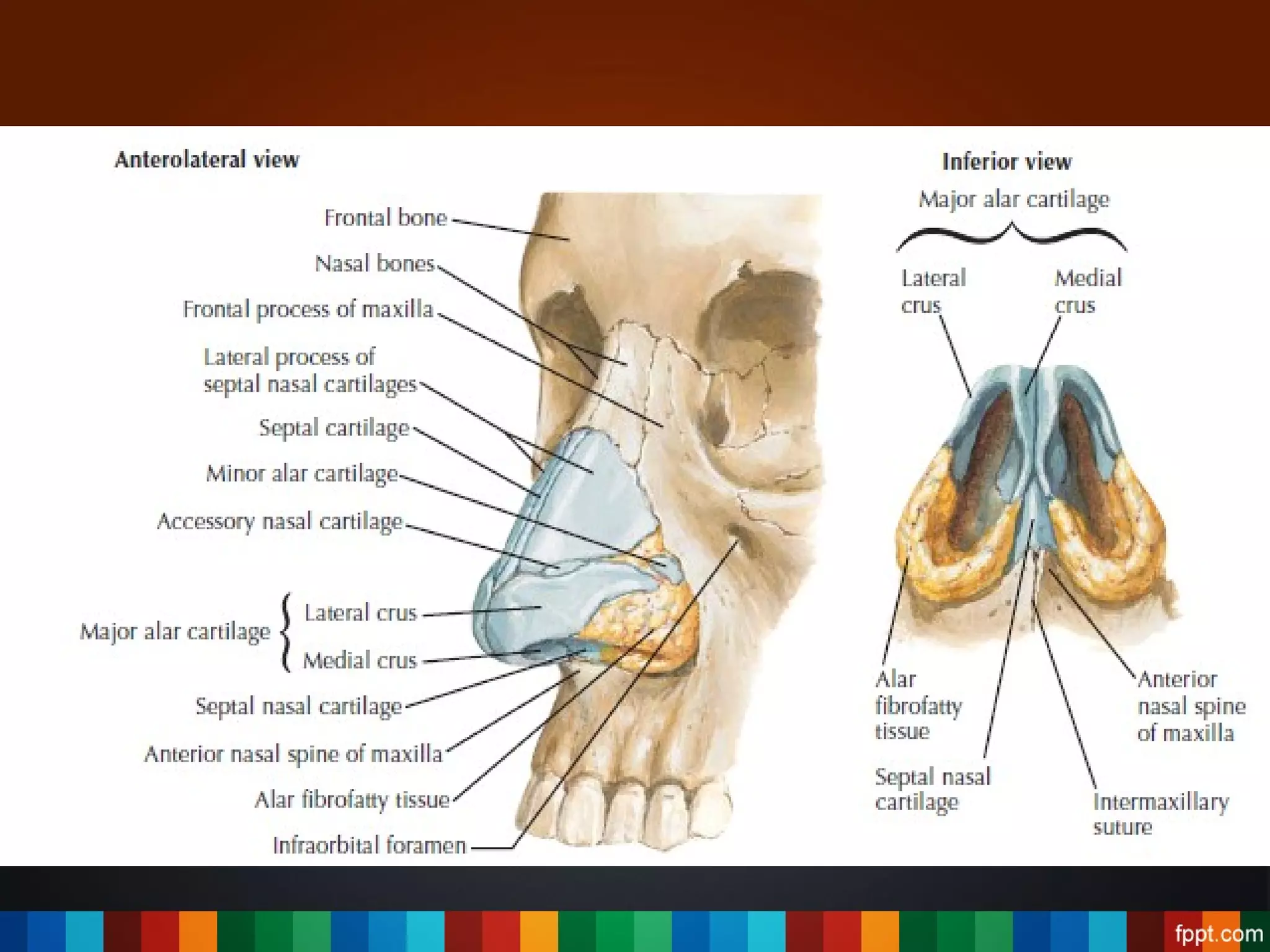 Nose, paranasal sinuses and ear | PPT | Ear, Nose and Throat Conditions ...
