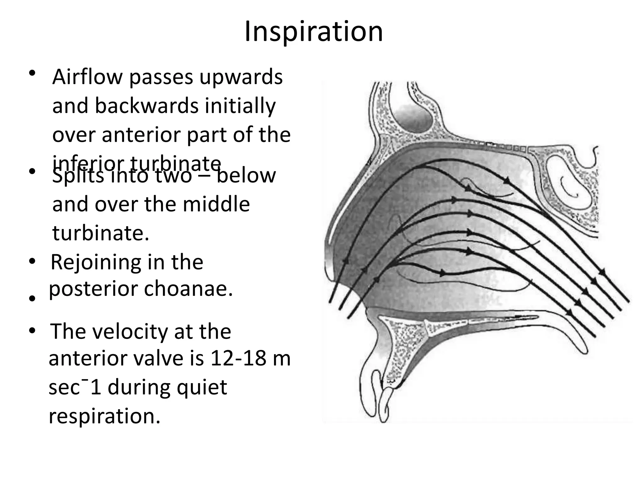 PHYSIOLOGY OF NOSE & PARANASAL SINUSES | PPTX