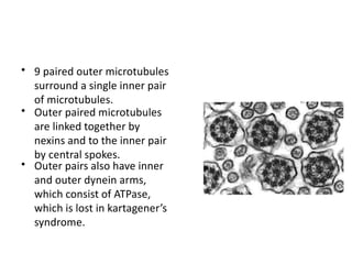 PHYSIOLOGY OF NOSE & PARANASAL SINUSES | PPTX