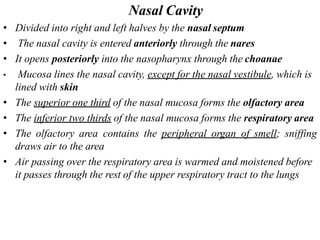 nose respiratory | PPTX