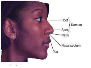 nose respiratory | PPTX