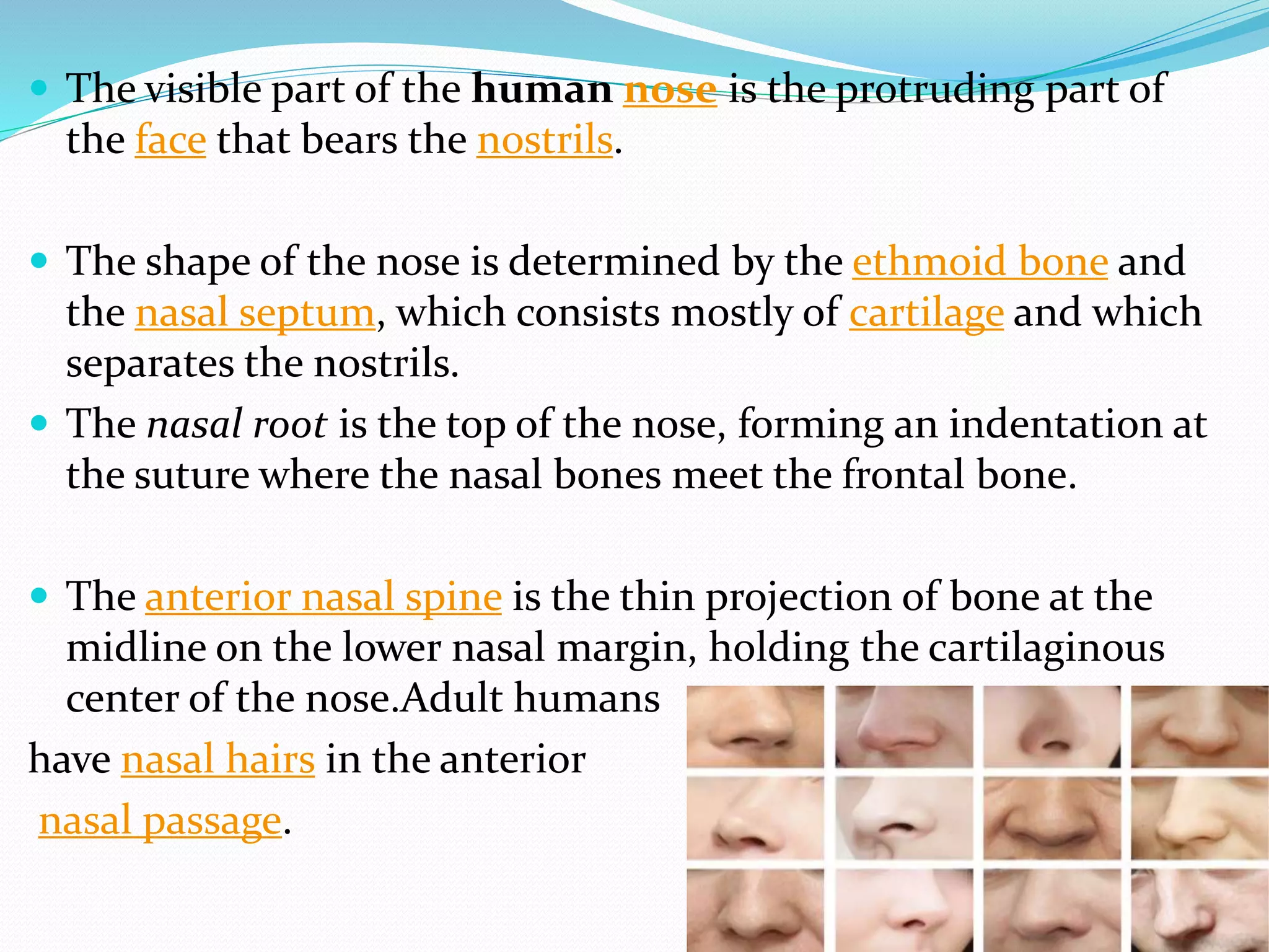 Nose & sense of smell | PPTX
