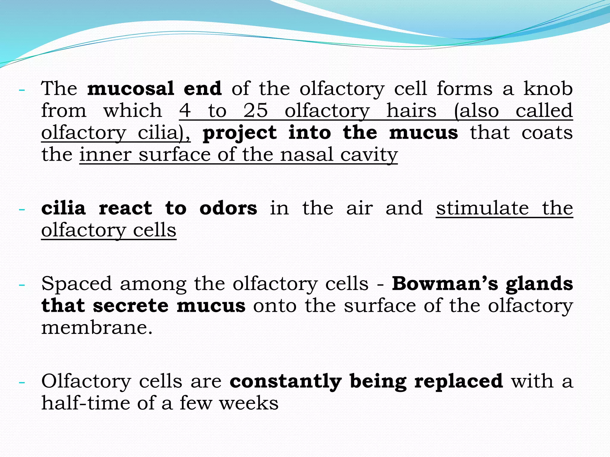 Nose & sense of smell | PPTX