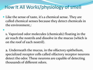 Nose & sense of smell | PPTX