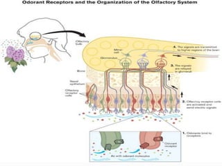 Nose & sense of smell | PPTX