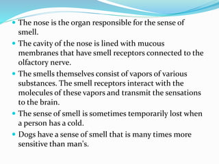 Nose & sense of smell | PPTX